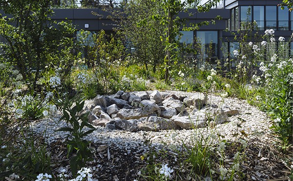 Preserving biodiversity in urban regeneration and construction projects ...